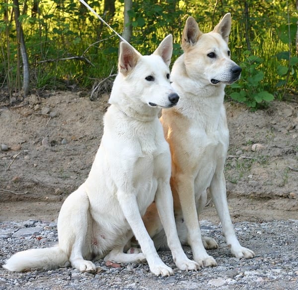 Oldest-Ever Evidence of Canines Proves Israel’s Canaan Dogs Roamed ...