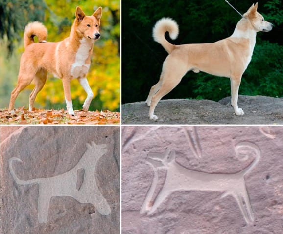 Oldest-Ever Evidence of Canines Proves Israel’s Canaan Dogs Roamed ...